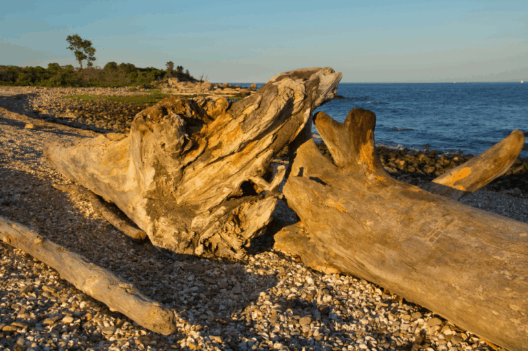Hammonasset Beach State Park – CT – The Travelers Field Guide